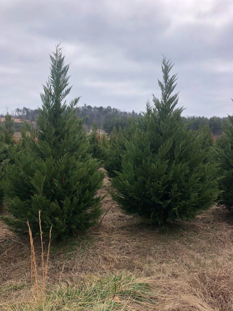 About – Jones Gap Tree Farm and Landscaping