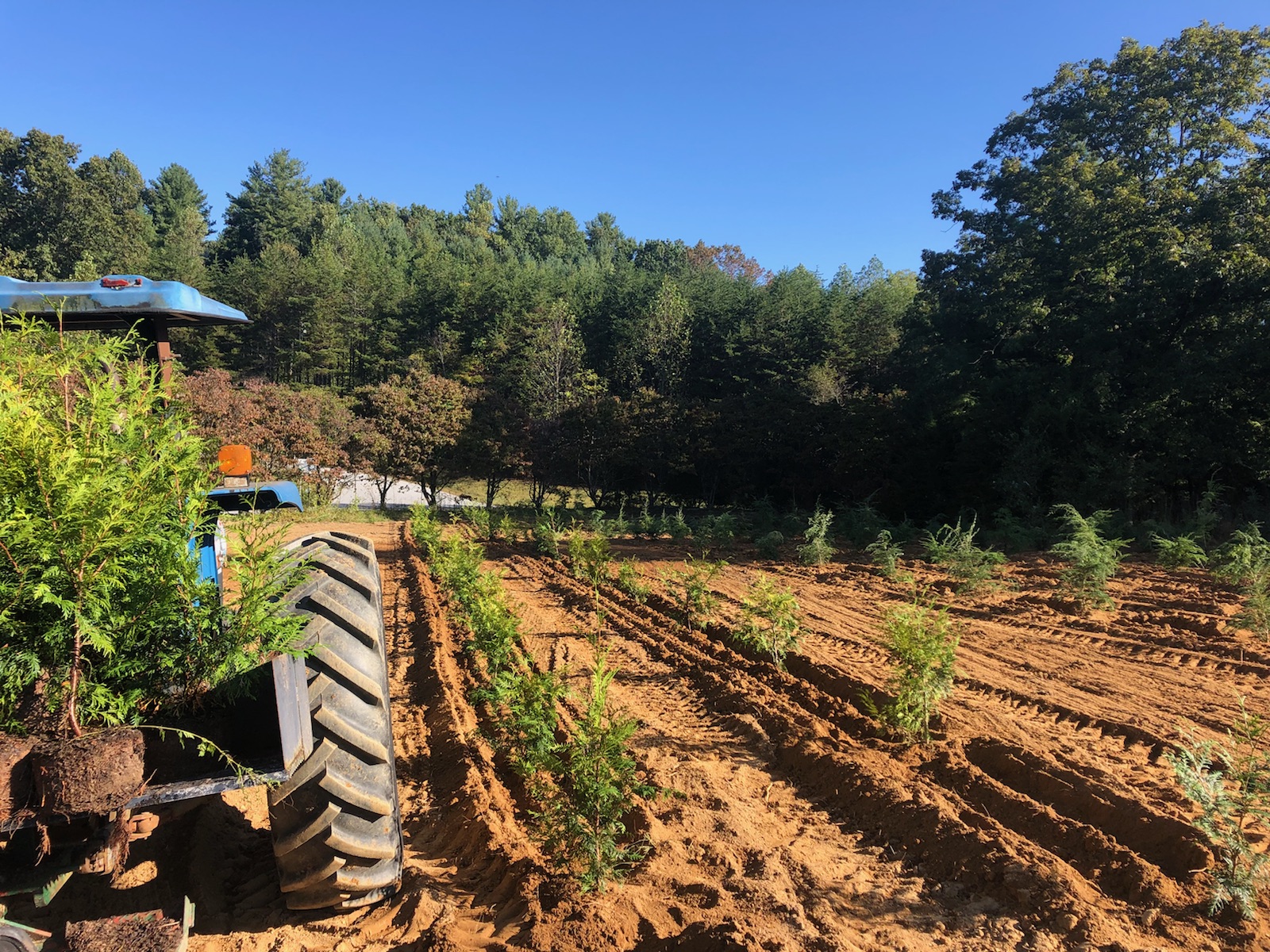 Portfolio – Jones Gap Tree Farm and Landscaping