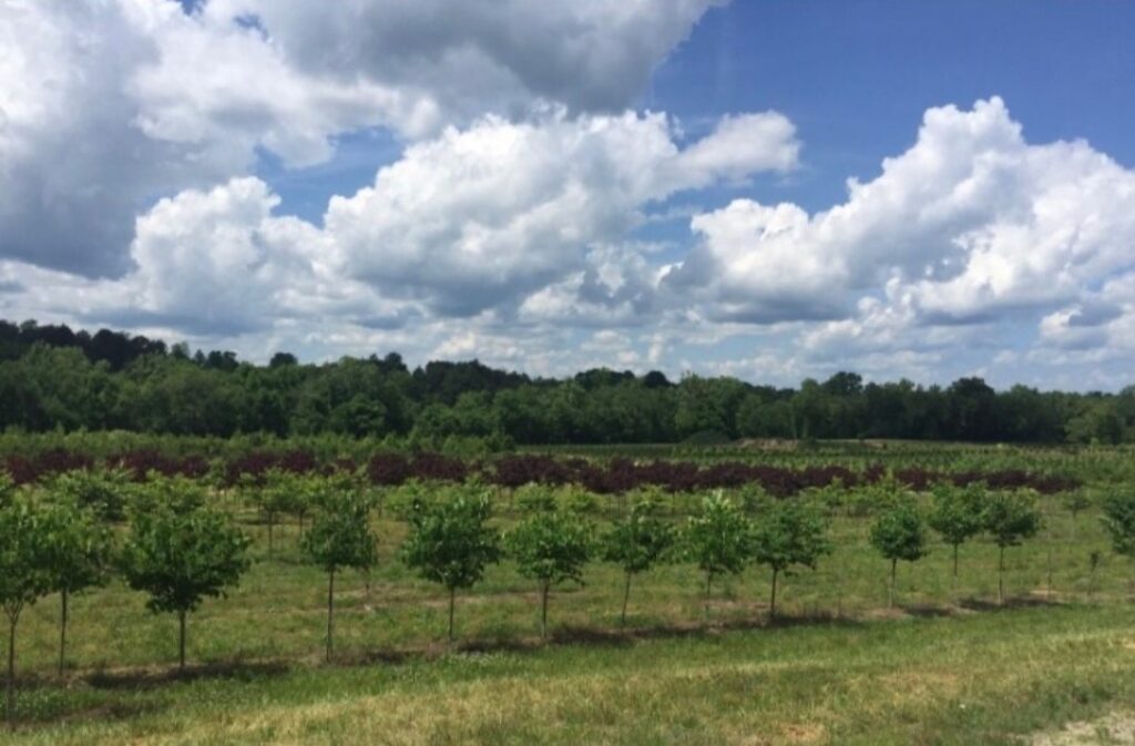 Jones Gap Tree Farm and Landscaping – Providing high quality products ...